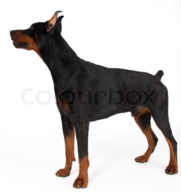 Doberman on white background | Stock image | Colourbox