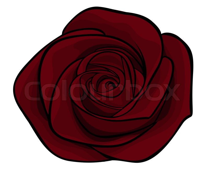 Beautiful maroon roses alone, isolated ... | Stock vector | Colourbox