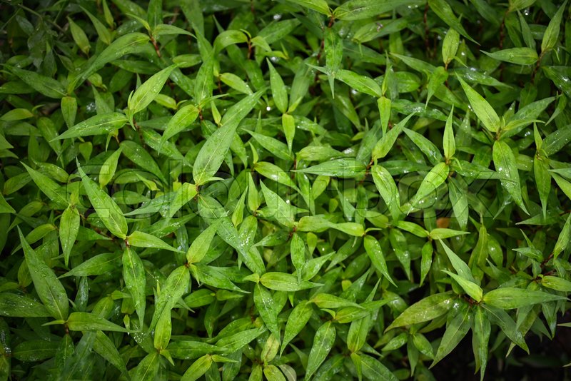 Coriander Tree