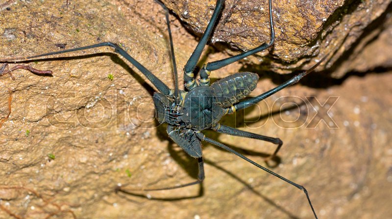 Scorpion Spider