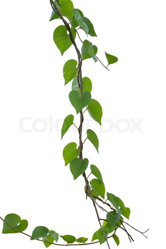 Vines White Background