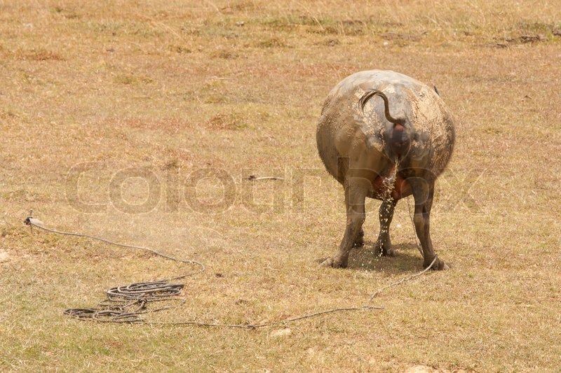 Large water buffalo peeing | Stock image | Colourbox
