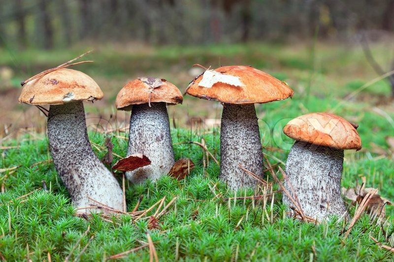 Edible mushrooms in forest | Stock Photo | Colourbox