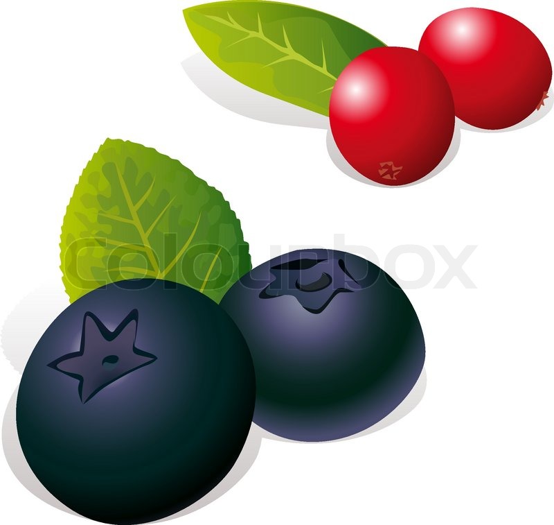 Cartoon Blueberry Bush