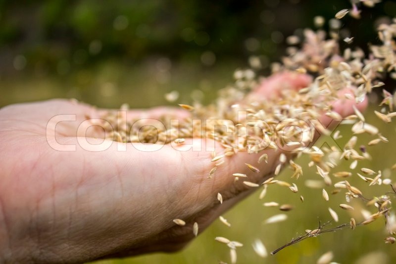 Spreading Seeds | Stock Photo | Colourbox