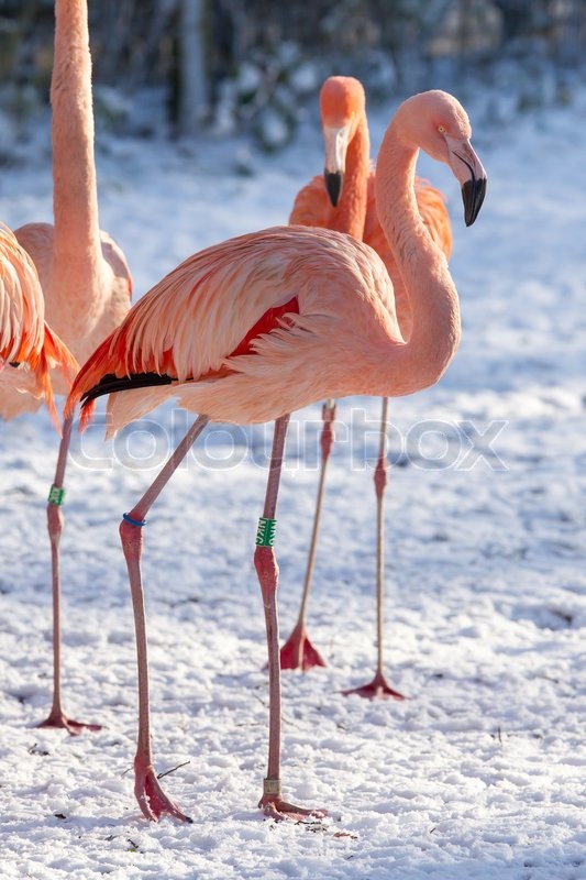 Flamingo im Schnee | Stock Bild | Colourbox