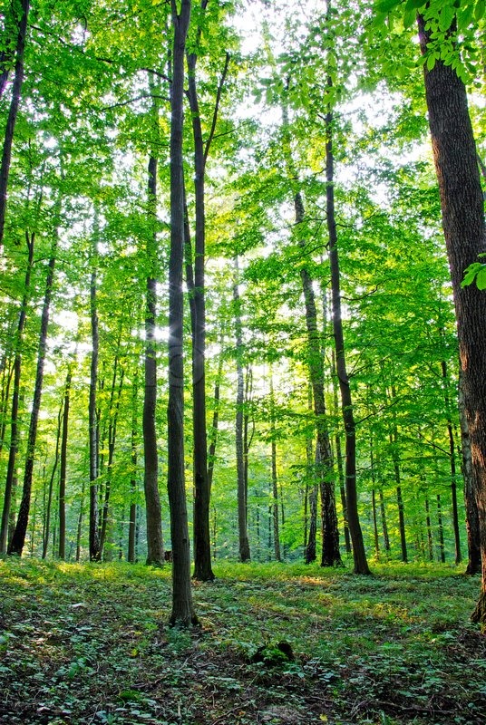 Wald Free Stock Photos