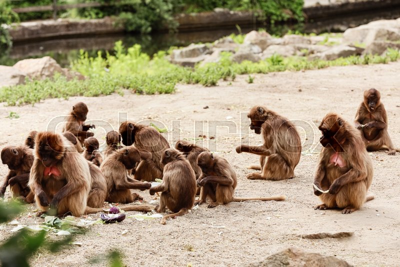 Group Of Monkeys Eating