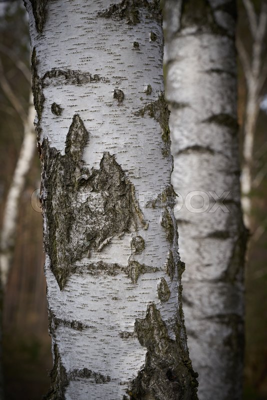 Birch Trees Close Up