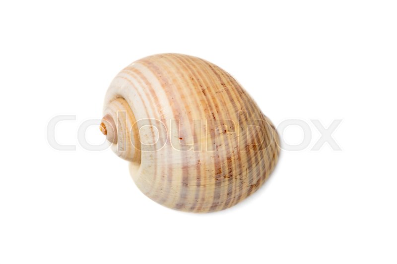 Large Sea Shells