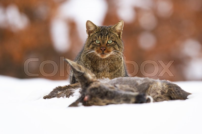 Wildcat Eating Bird