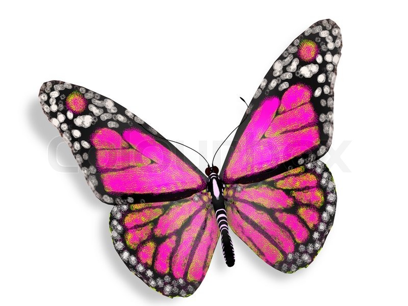 Pink butterfly | Stock image | Colourbox