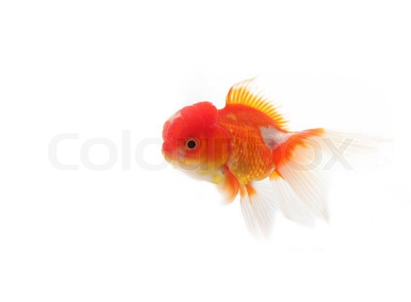 Gold-Fisch | Stock Bild | Colourbox