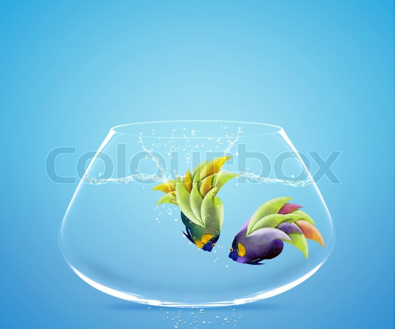 Angelfish jumping to other bowl | Stock image | Colourbox