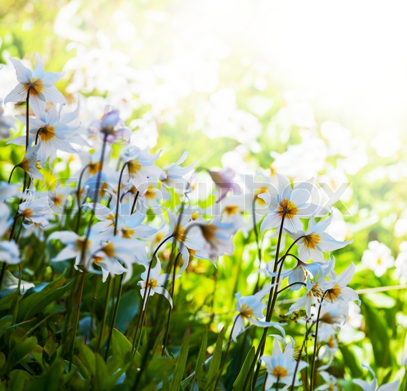 Flowers | Stock Bild | Colourbox