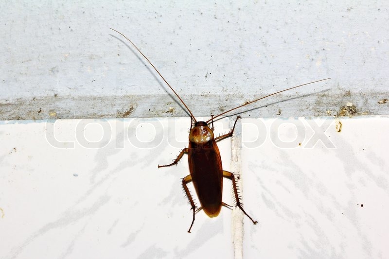 Cockroach on wall | Stock image | Colourbox