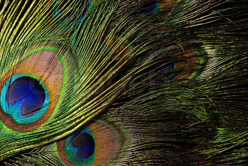 Close Up View Of Nature