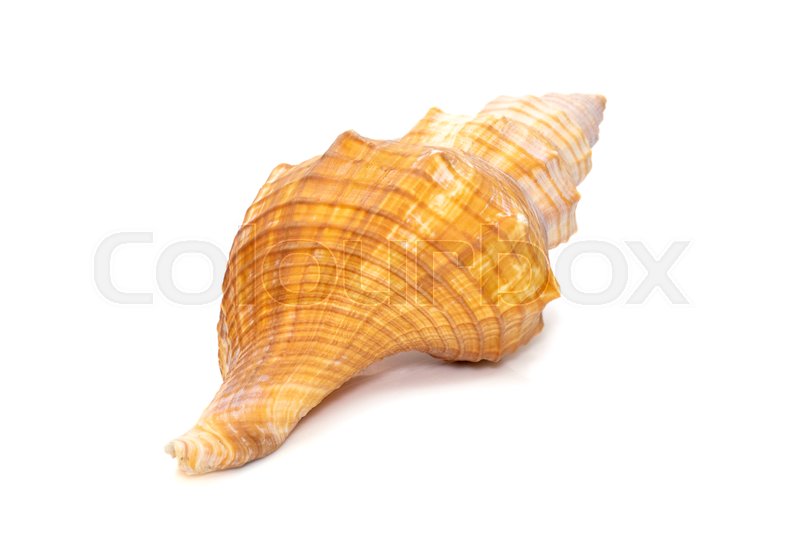 Horse Conch Shells