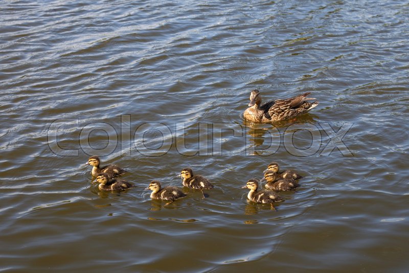 Baby Ducks Swimming