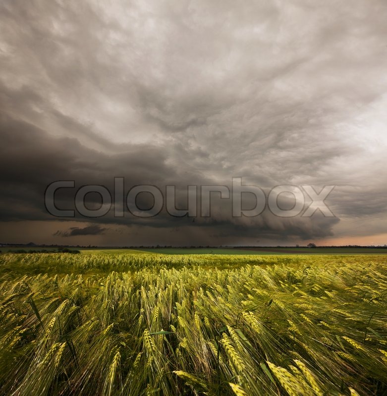 Weizenfeld | Stock Bild | Colourbox