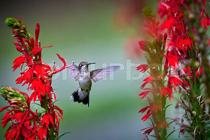 Lobelia Cardinalis Hummingbird