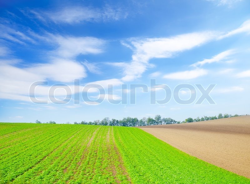Feld | Stock Bild | Colourbox