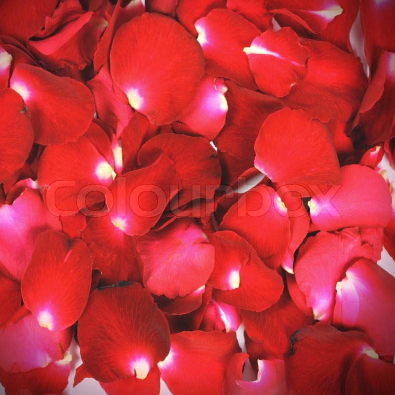 Rose petals background | Stock image | Colourbox
