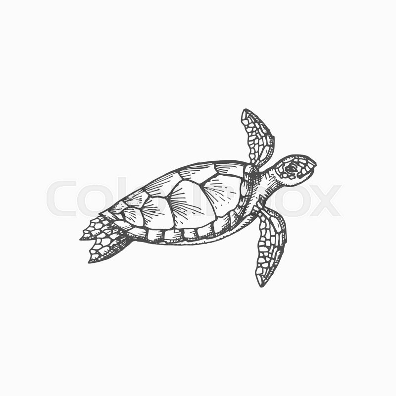 Turtle Outline Drawing