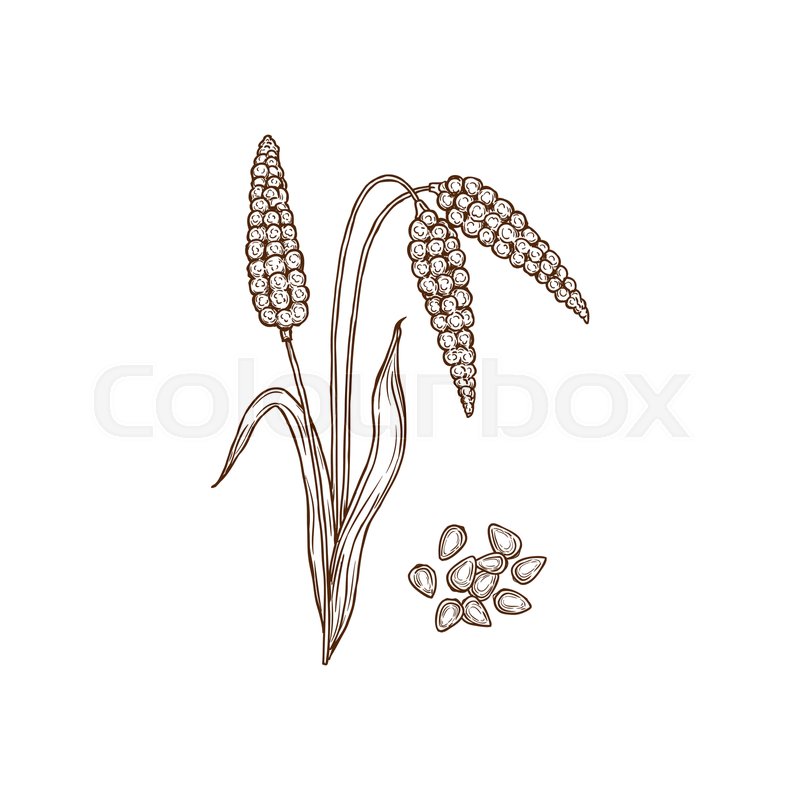 Millet Plant
