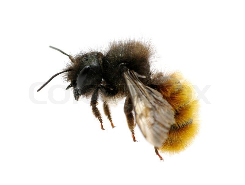 Hummel | Stock Bild | Colourbox