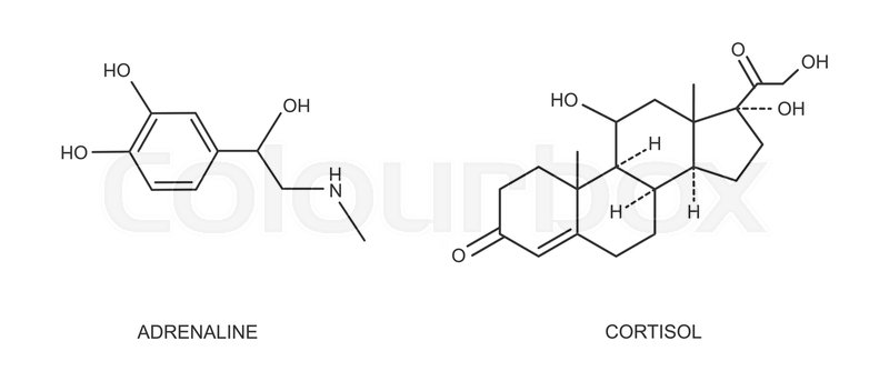 Cortisol Molecule