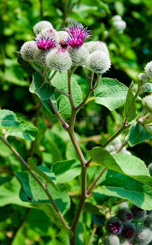 Burdock Flower