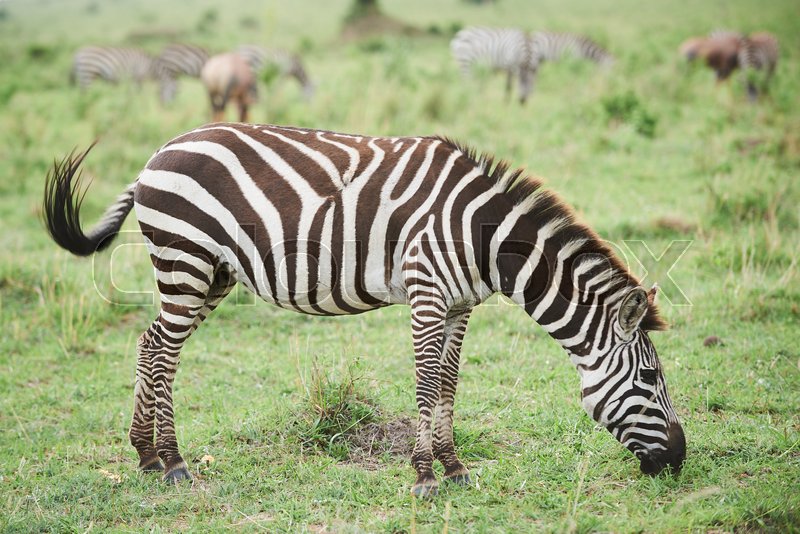Zebra Eating Grass