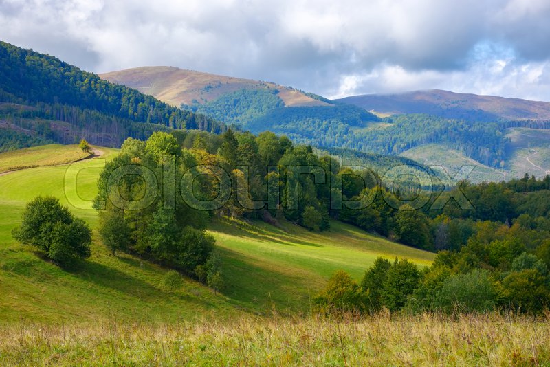 Grassy Hill With Trees