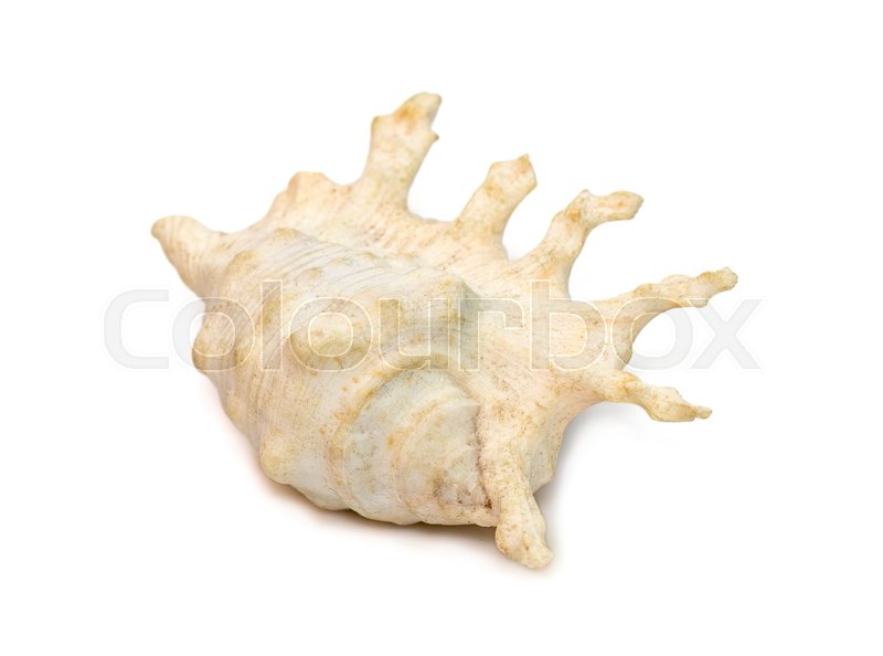 Scorpion Conch