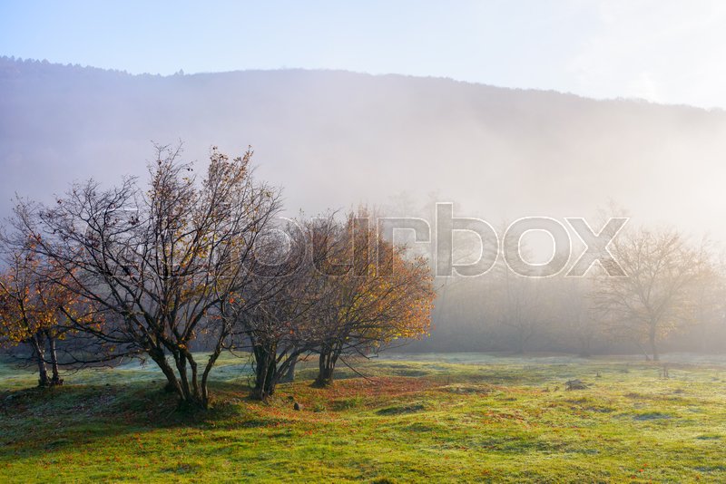 Beautiful Morning Scenery