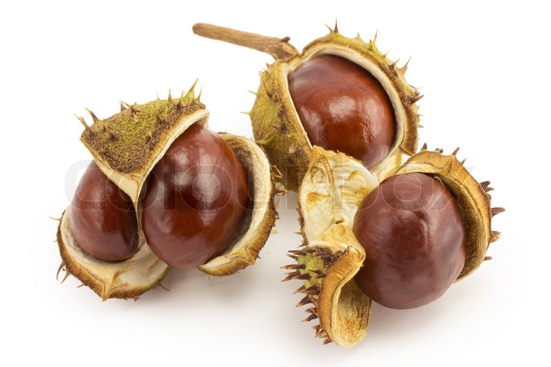 Kastanje | Stock foto | Colourbox