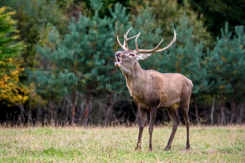 Stag Animal