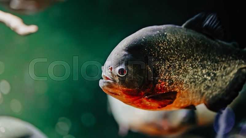 Predatory Aquarium Fish