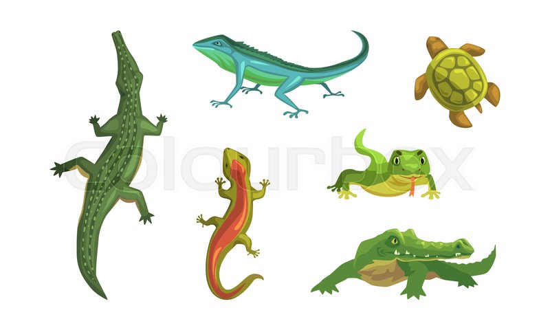 Reptiles And Amphibians Clipart