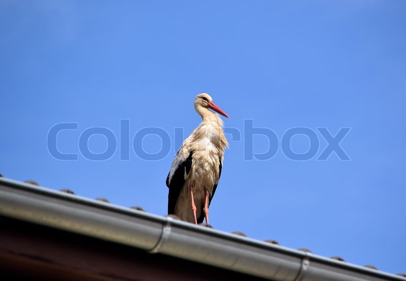 "Ein Storch Auf Einem Dach in Einem ... | Stock Bild | Colourbox