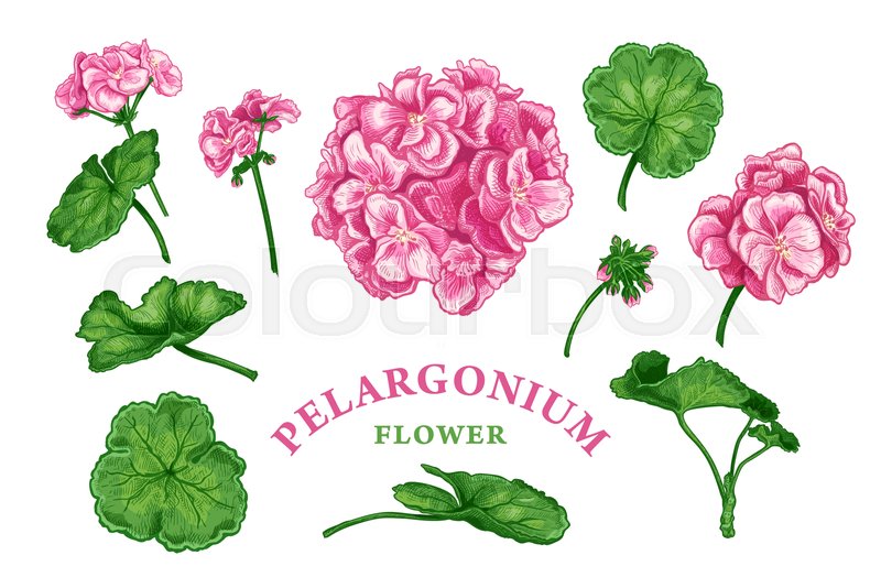 Geranium Sketch