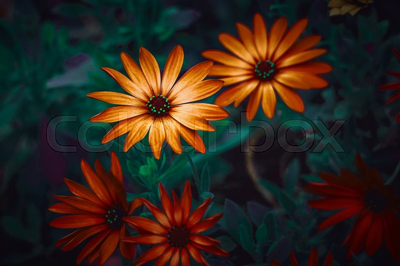 Pretty Orange Flower