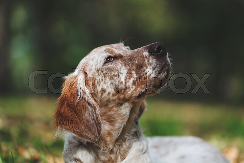 English Setter Puppy Brown