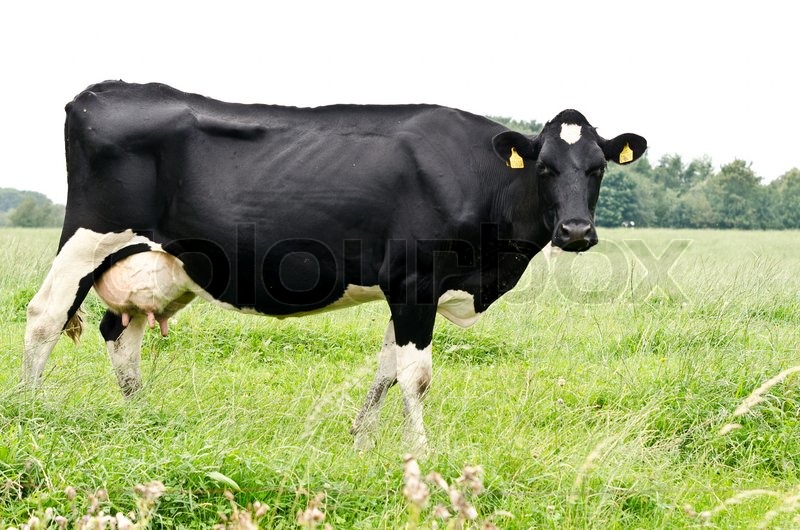 Ko, dyr, landbrug, | Stock foto | Colourbox