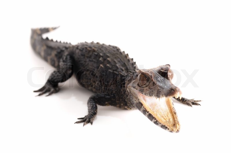 Krokodille | Stock foto | Colourbox