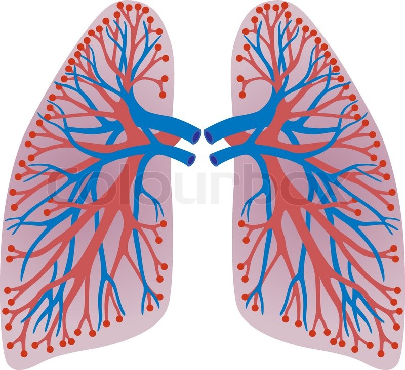 Lungerne af personen | Stock vektor | Colourbox