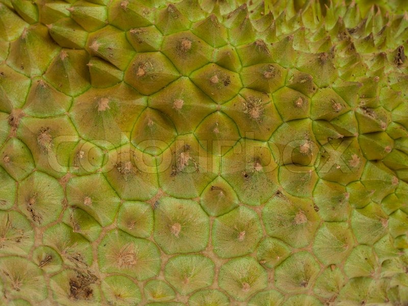 Durian fruit skin closeup | Stock image | Colourbox
