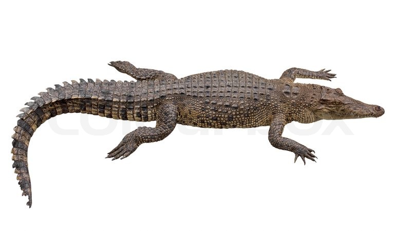 Crocodile isolate on white background | Stock image | Colourbox
