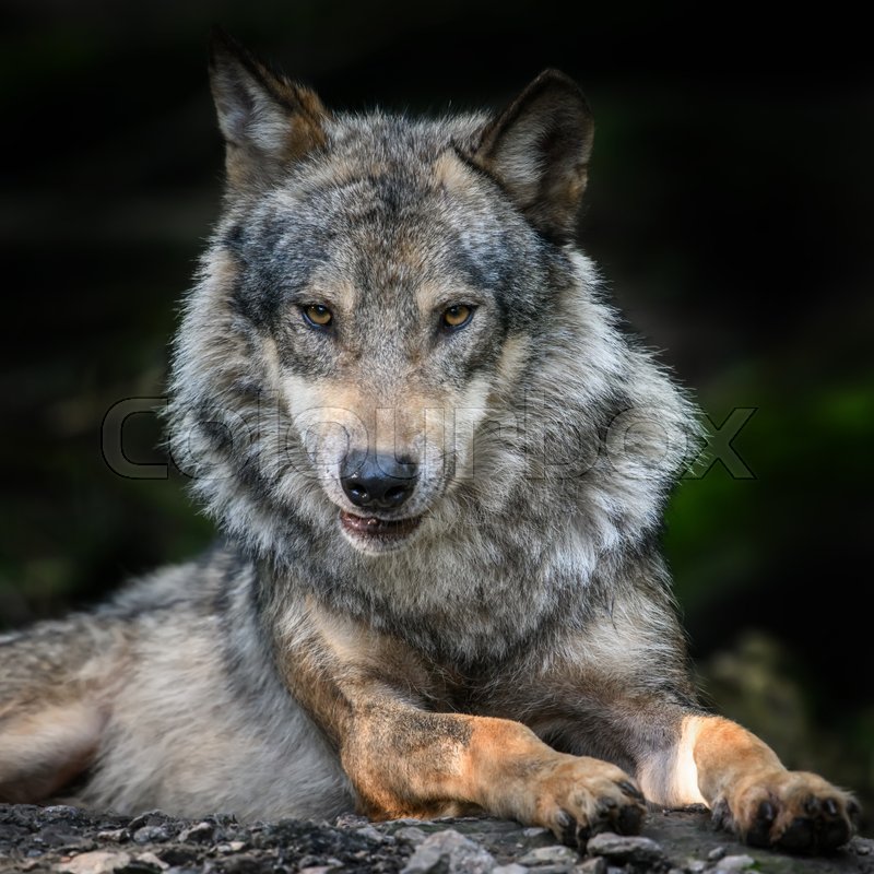 Wolf Sitting Down Side View